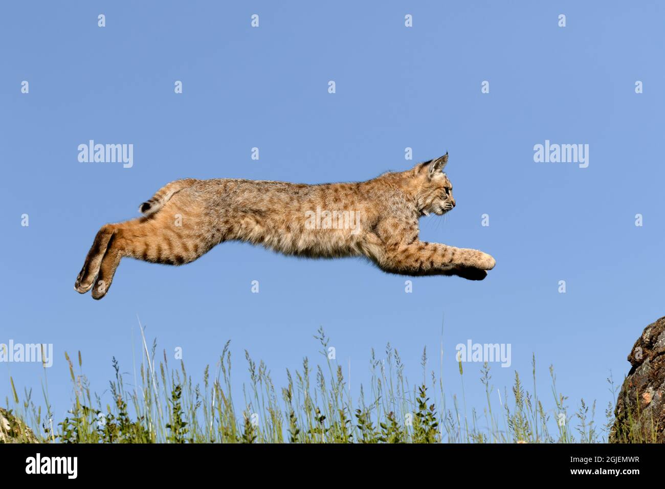 Bobcat jumping hi-res stock photography and images - Alamy