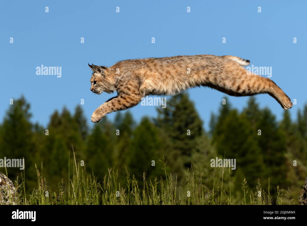 Jumping Bobcat Silhouette
