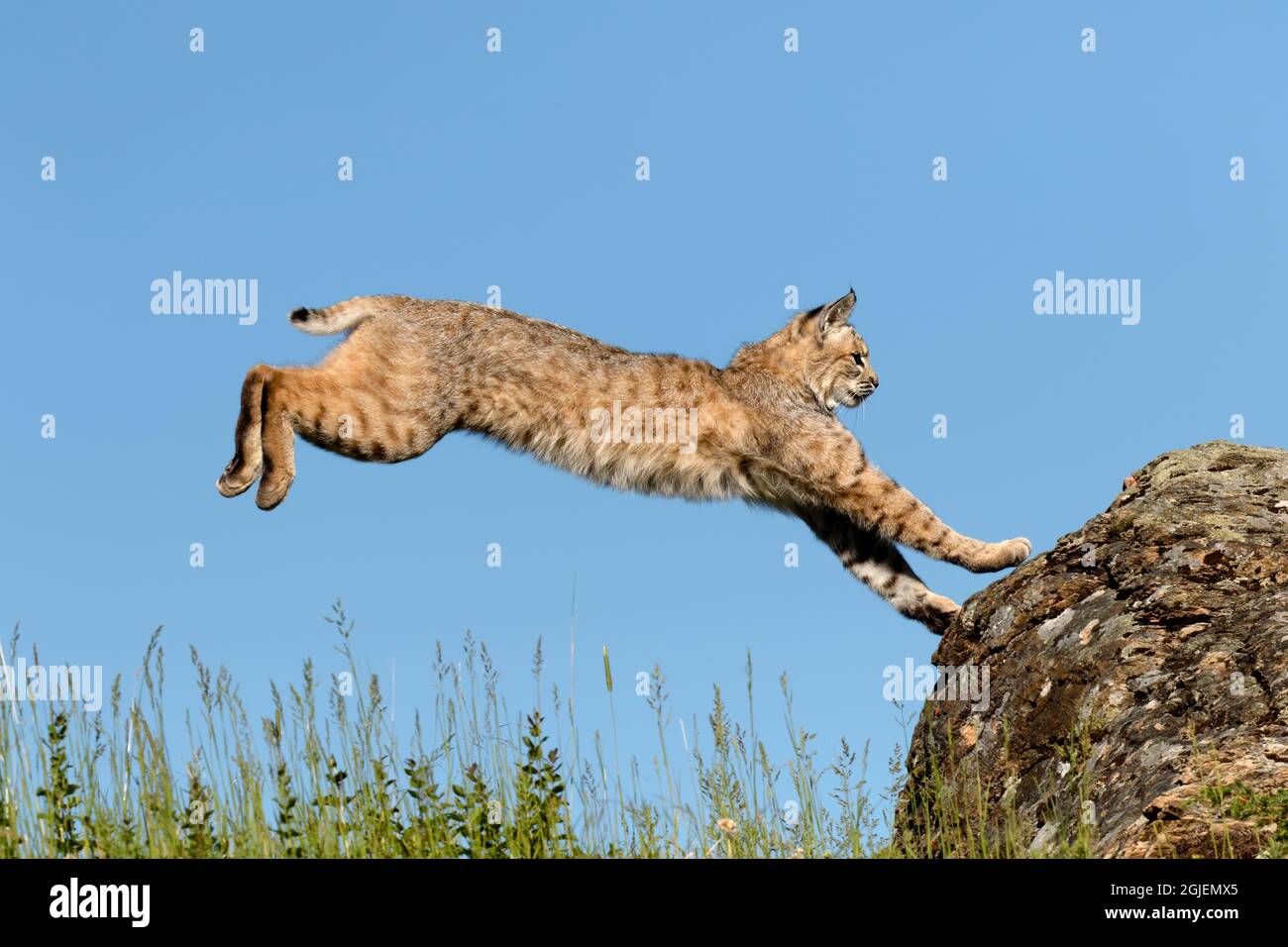 Bobcat jumping hi-res stock photography and images - Alamy