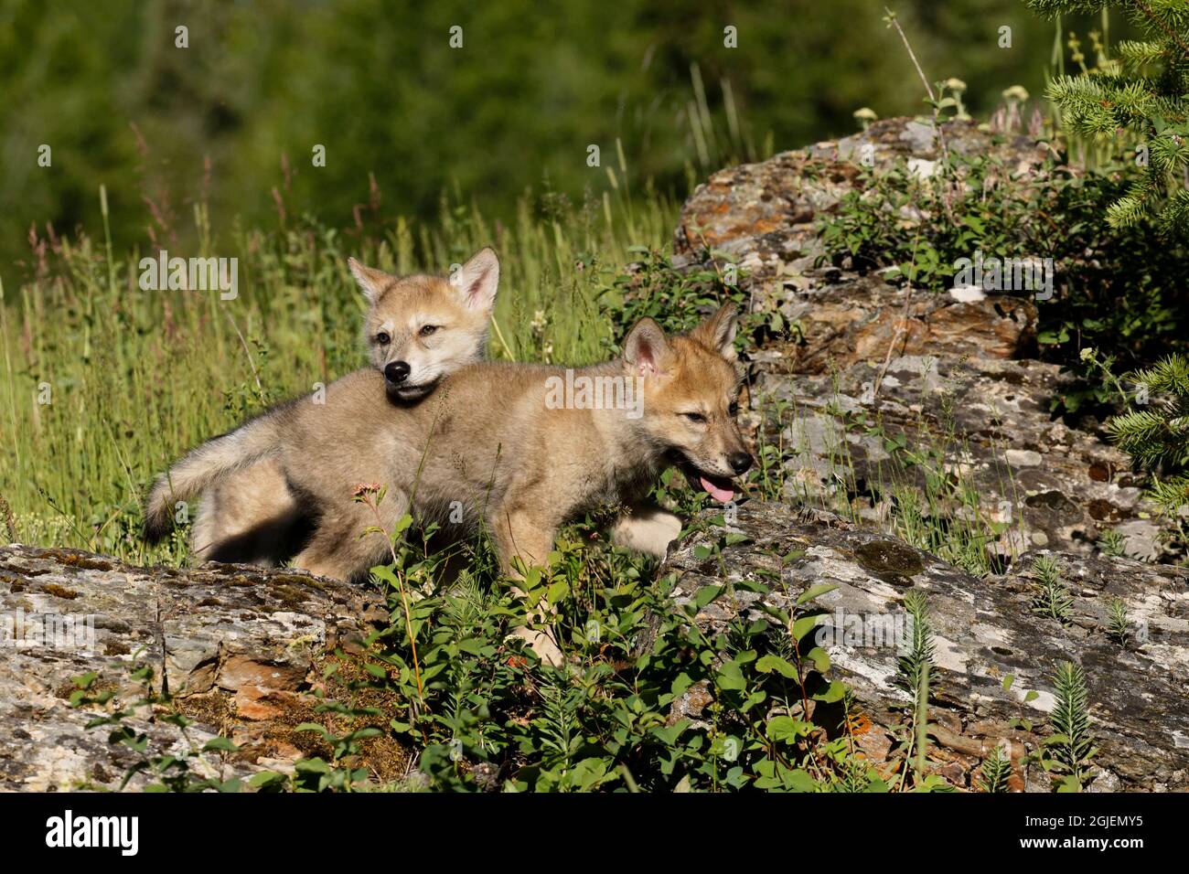 Wolf pups hi-res stock photography and images - Alamy