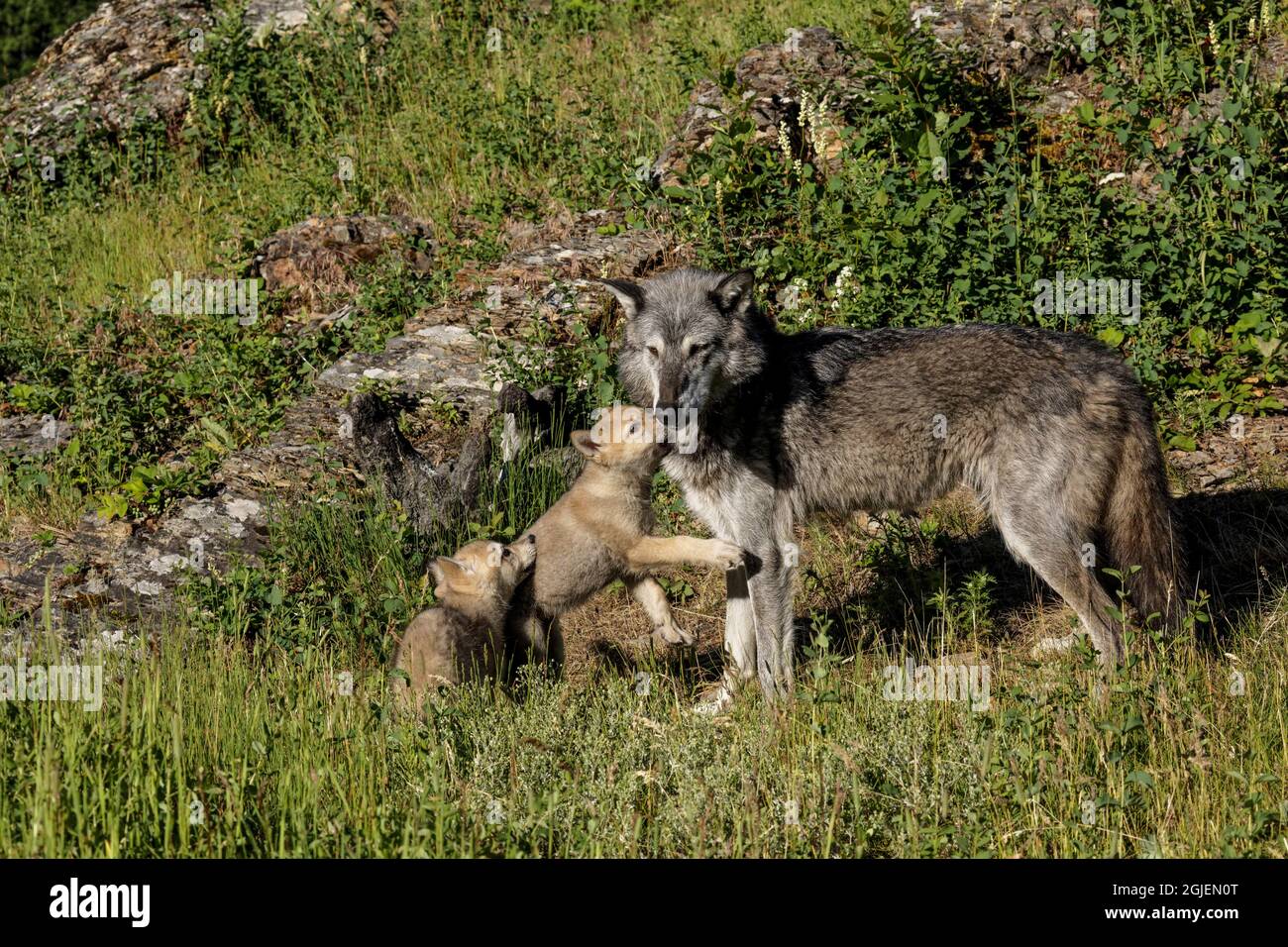 Wolf pups with adult female Stock Photo - Alamy