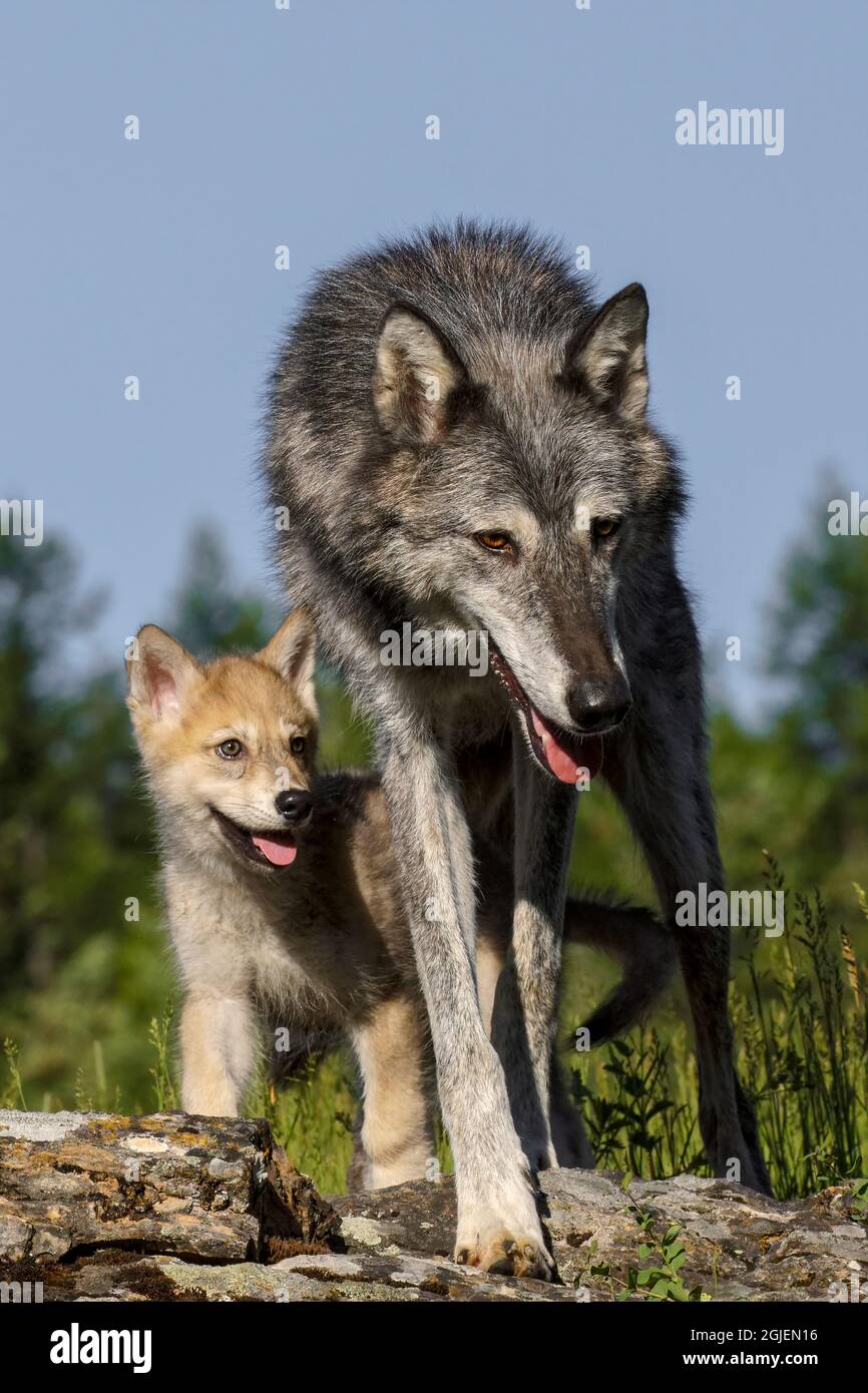 Wolf pup with adult female Stock Photo - Alamy