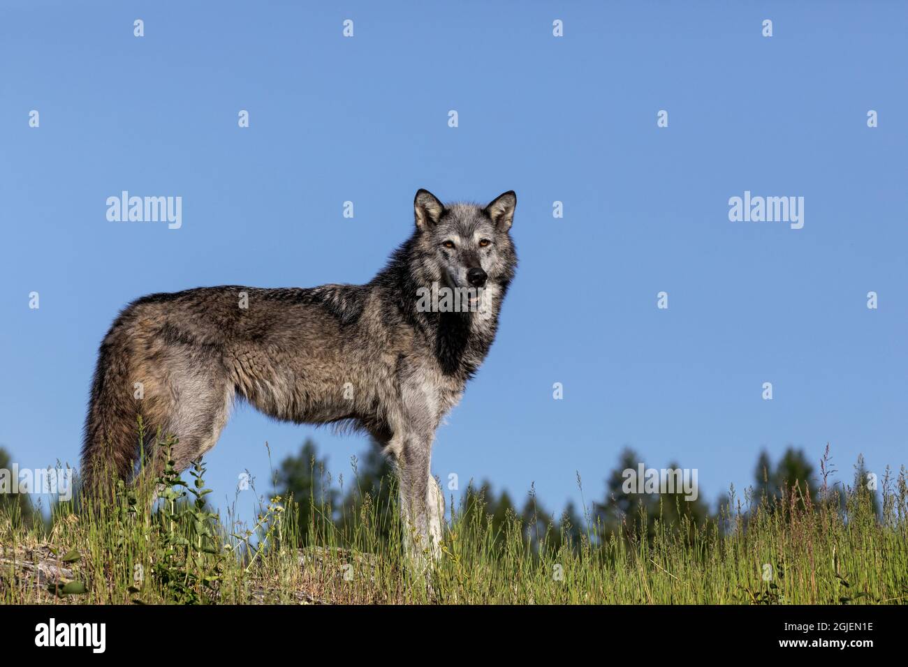 Wolf standing alone on ridge Stock Photo - Alamy