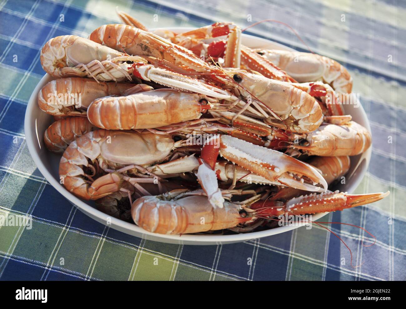 Crayfish from the coast of Gothenburg and Norway lobsters in a bowl ...