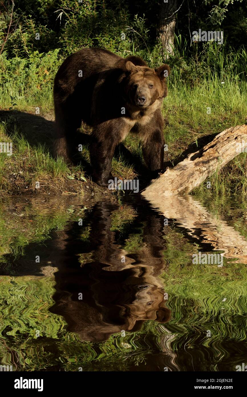 Bear with reflection hi-res stock photography and images - Alamy