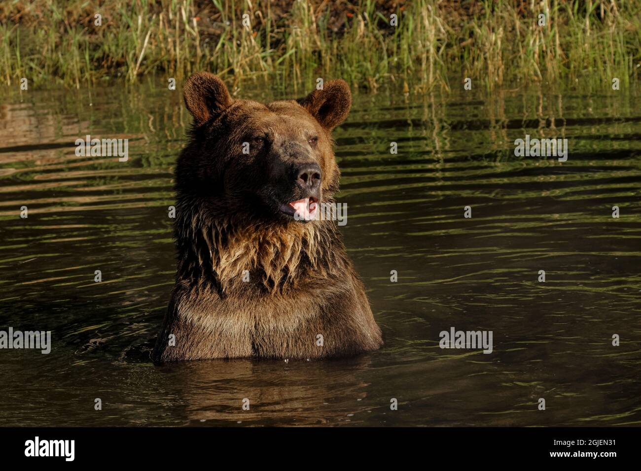 Grizzly bear in pond Stock Photo - Alamy