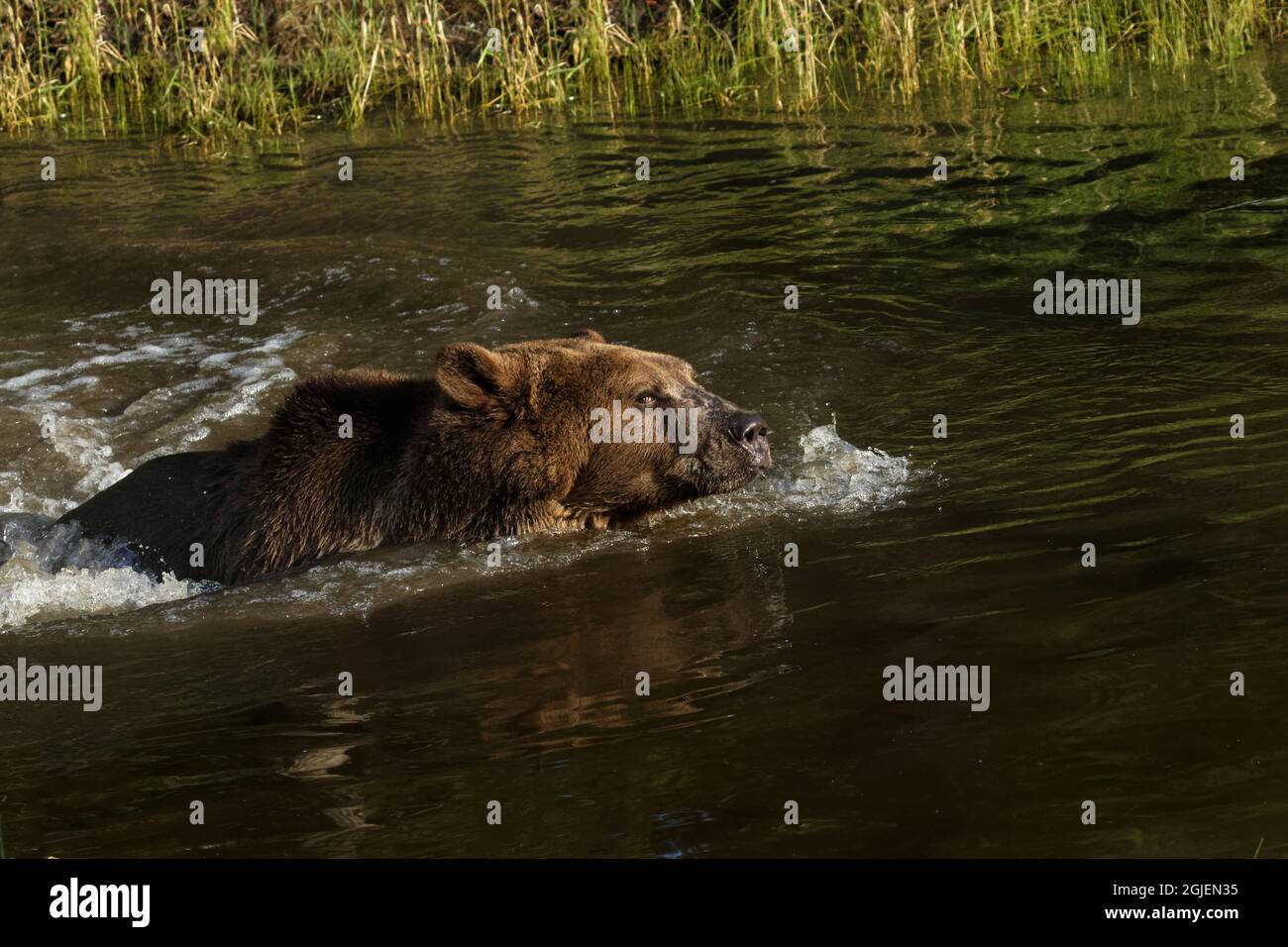 Growling grizzly bear hi-res stock photography and images - Alamy
