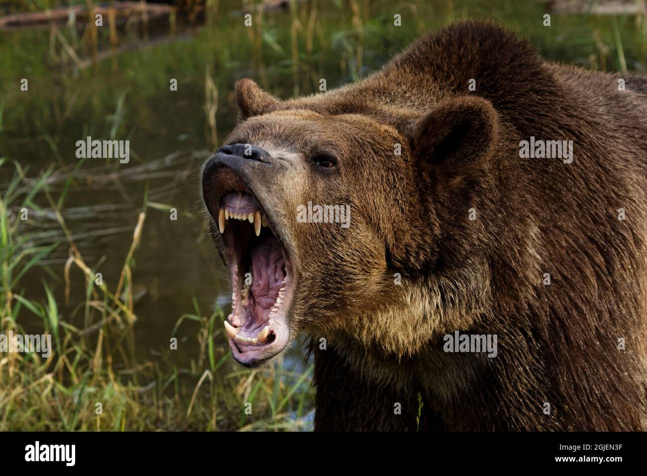 Grizzly bear in pond Stock Photo - Alamy