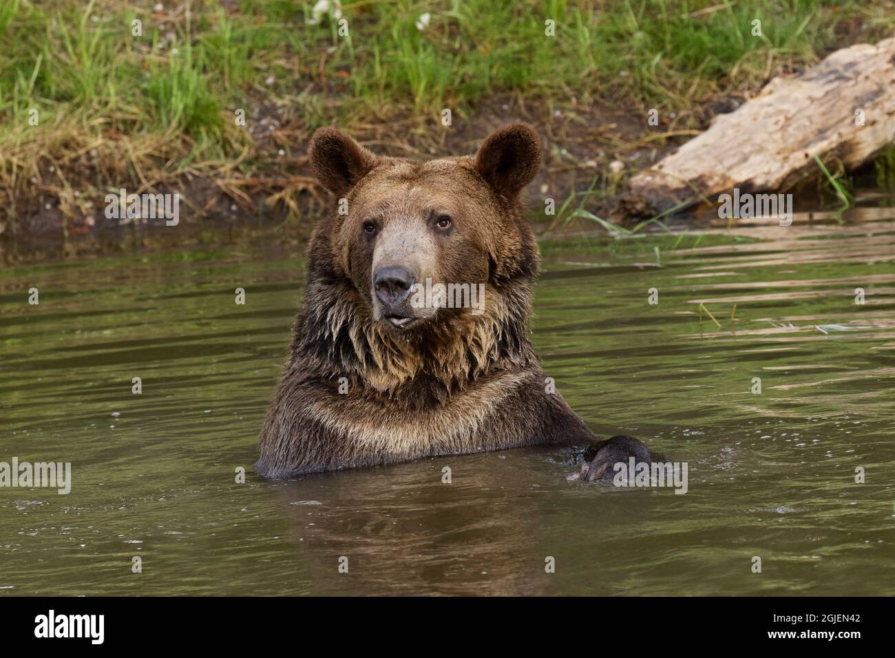 Grizzly bear in pond Stock Photo - Alamy