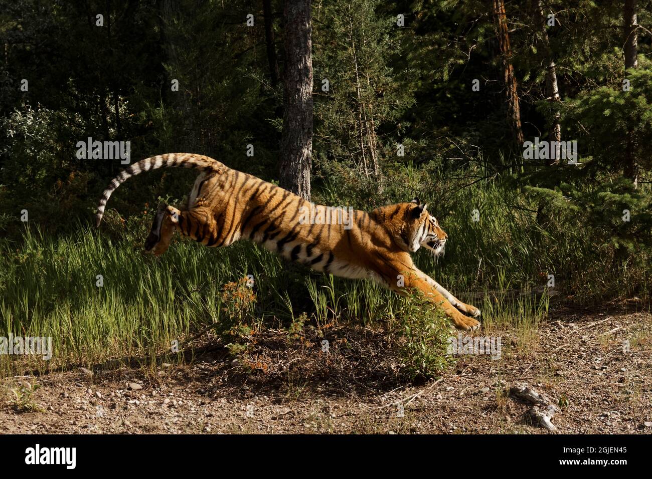 Siberian Tiger running sequence Stock Photo - Alamy