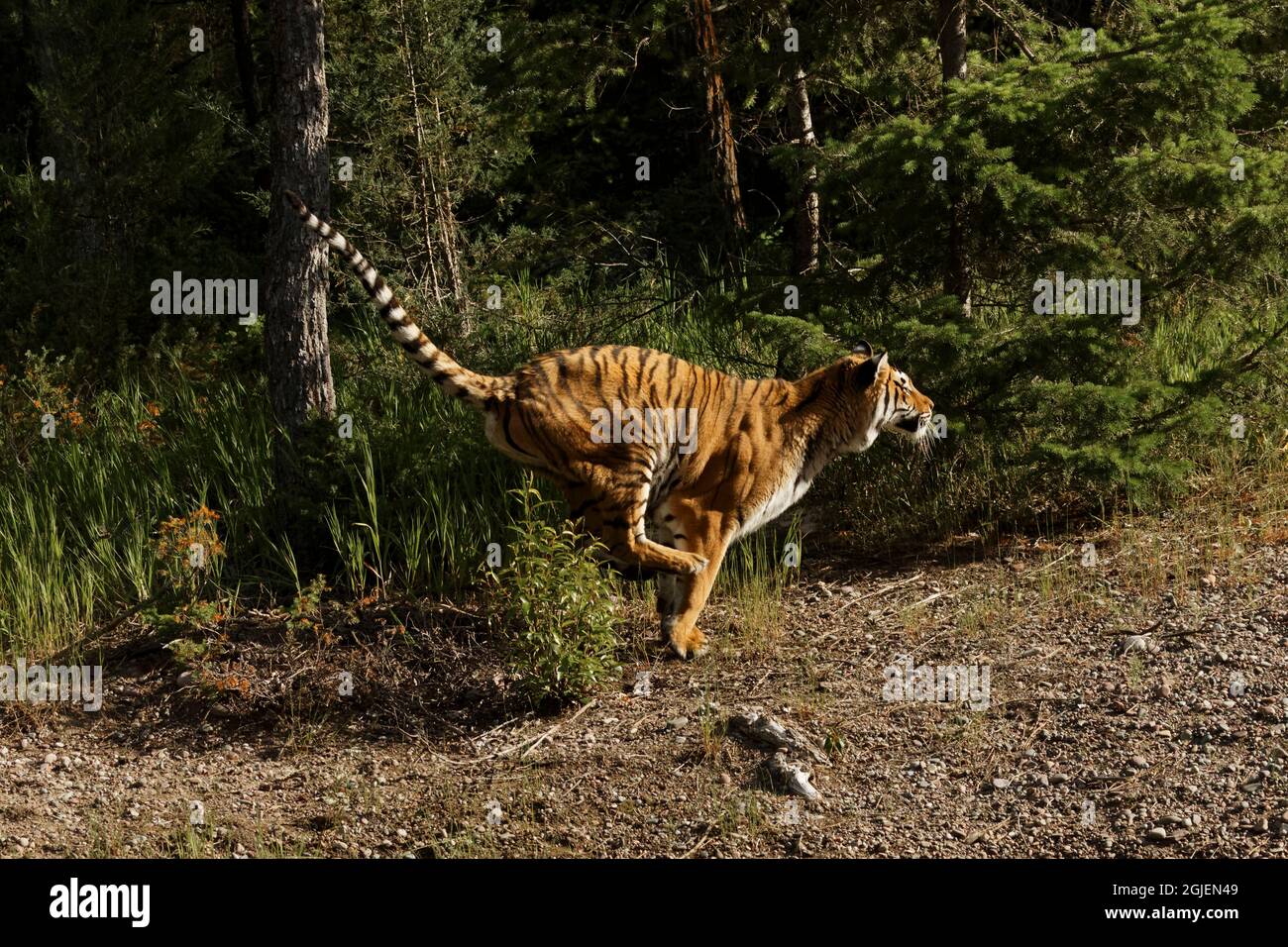 Siberian Tiger running sequence Stock Photo - Alamy