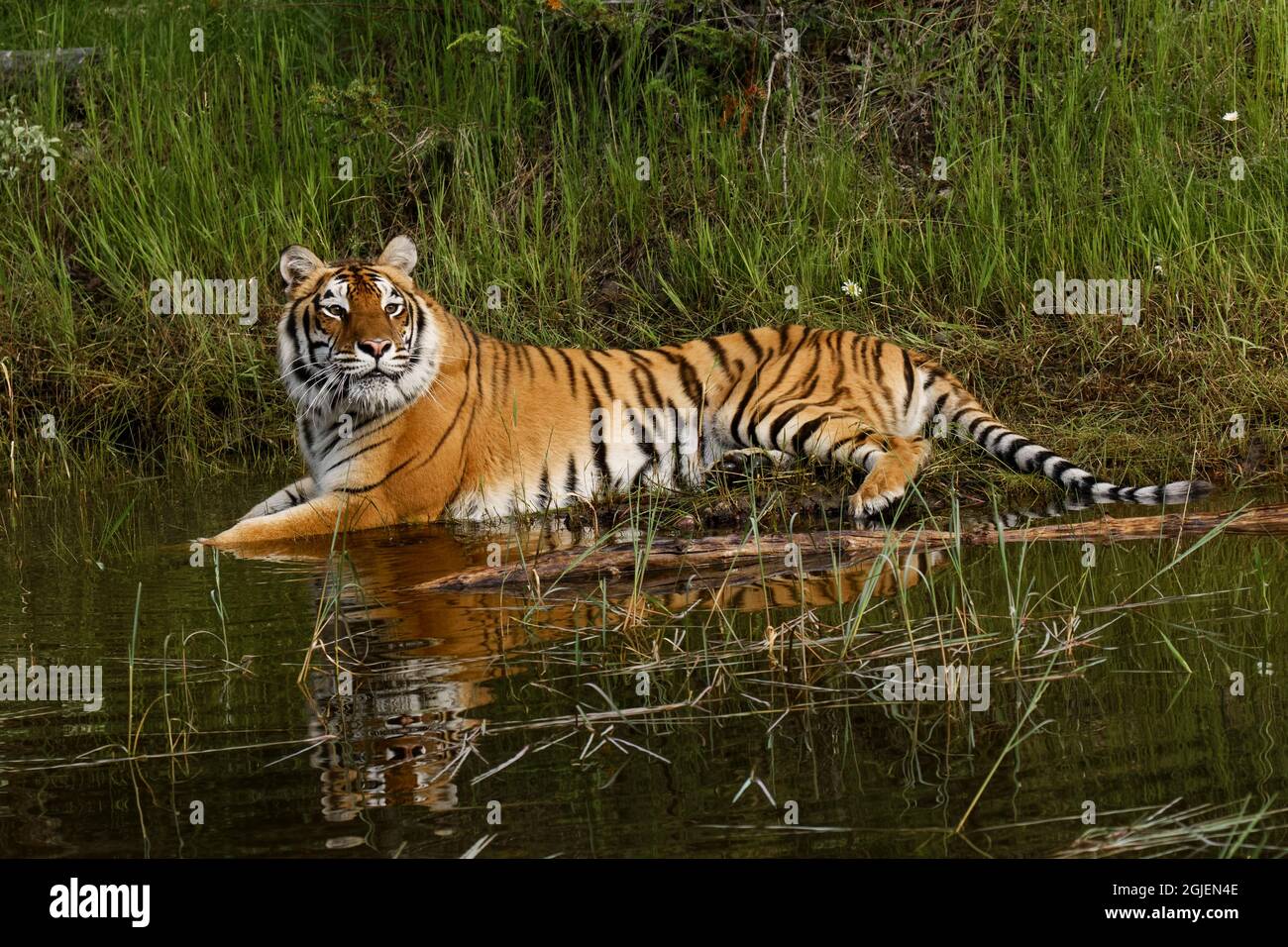 Siberian Tiger cooling off in small pond Stock Photo - Alamy