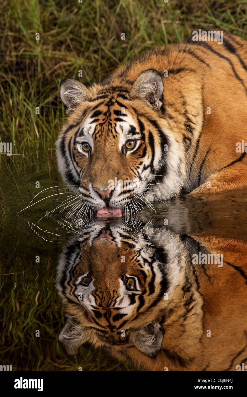 Tiger reflection hi-res stock photography and images - Alamy