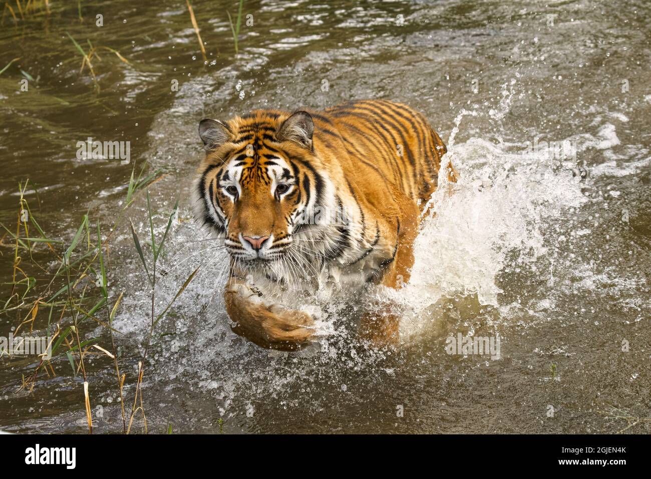 Siberian Tiger hunting emerging from pond Stock Photo - Alamy