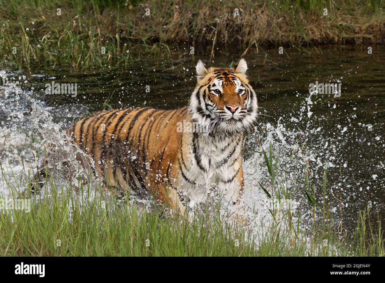 Siberian tiger hunting hi-res stock photography and images - Alamy