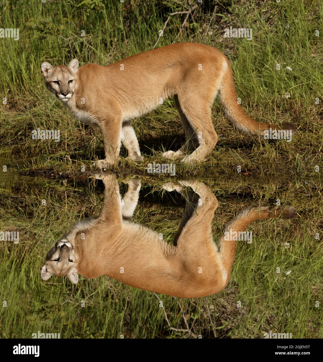 Mountain lion and reflection on pond, Kalispell, Montana Stock Photo ...