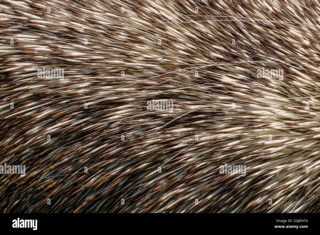 North American Porcupine quills or spines up close Stock Photo - Alamy North American Porcupine quills or spines up close Stock Photo - Alamy