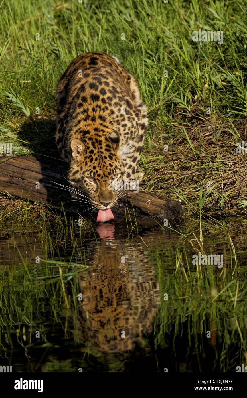 Leopard reflection hi-res stock photography and images - Alamy