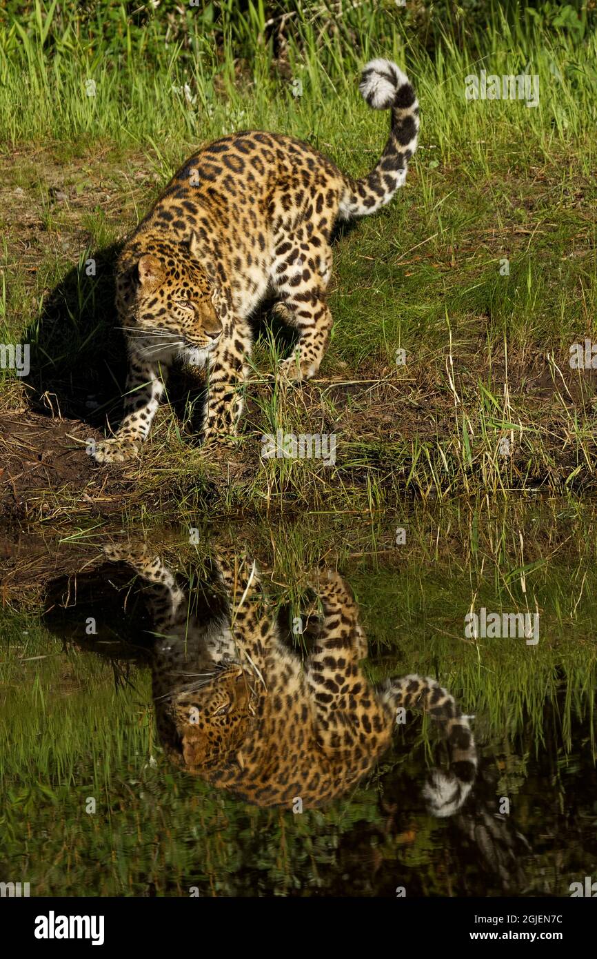 Amur Leopard and reflection while drinking Stock Photo - Alamy