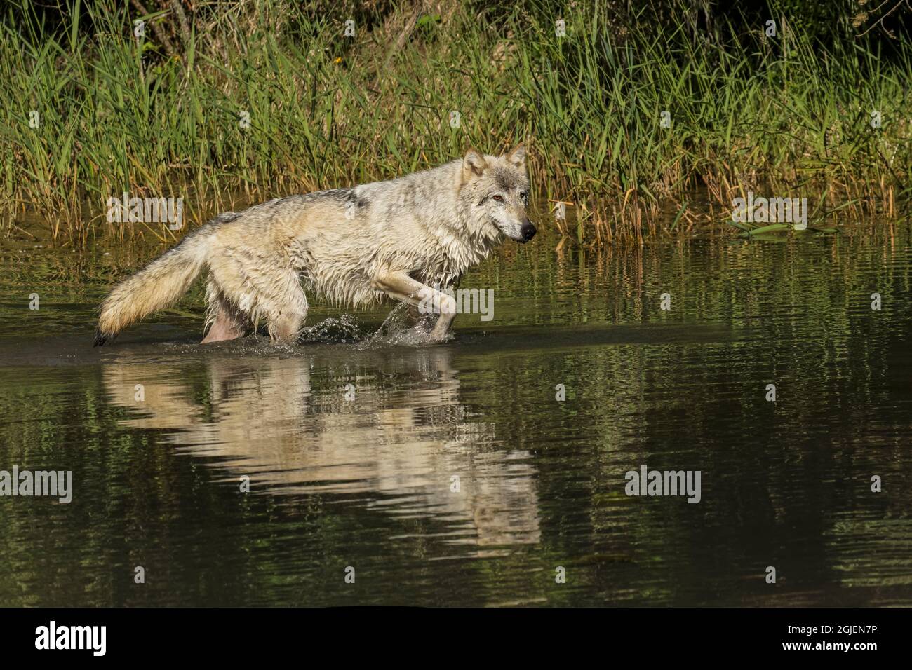 Wolf and reflection in pond, Montana Stock Photo - Alamy