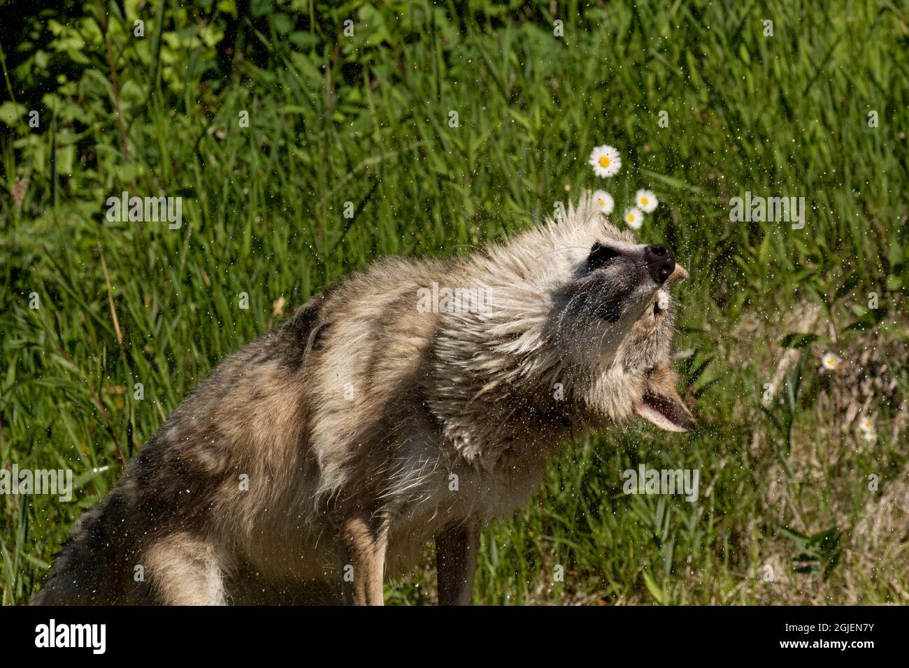 Wolf shaking water from fur, Montana Stock Photo - Alamy