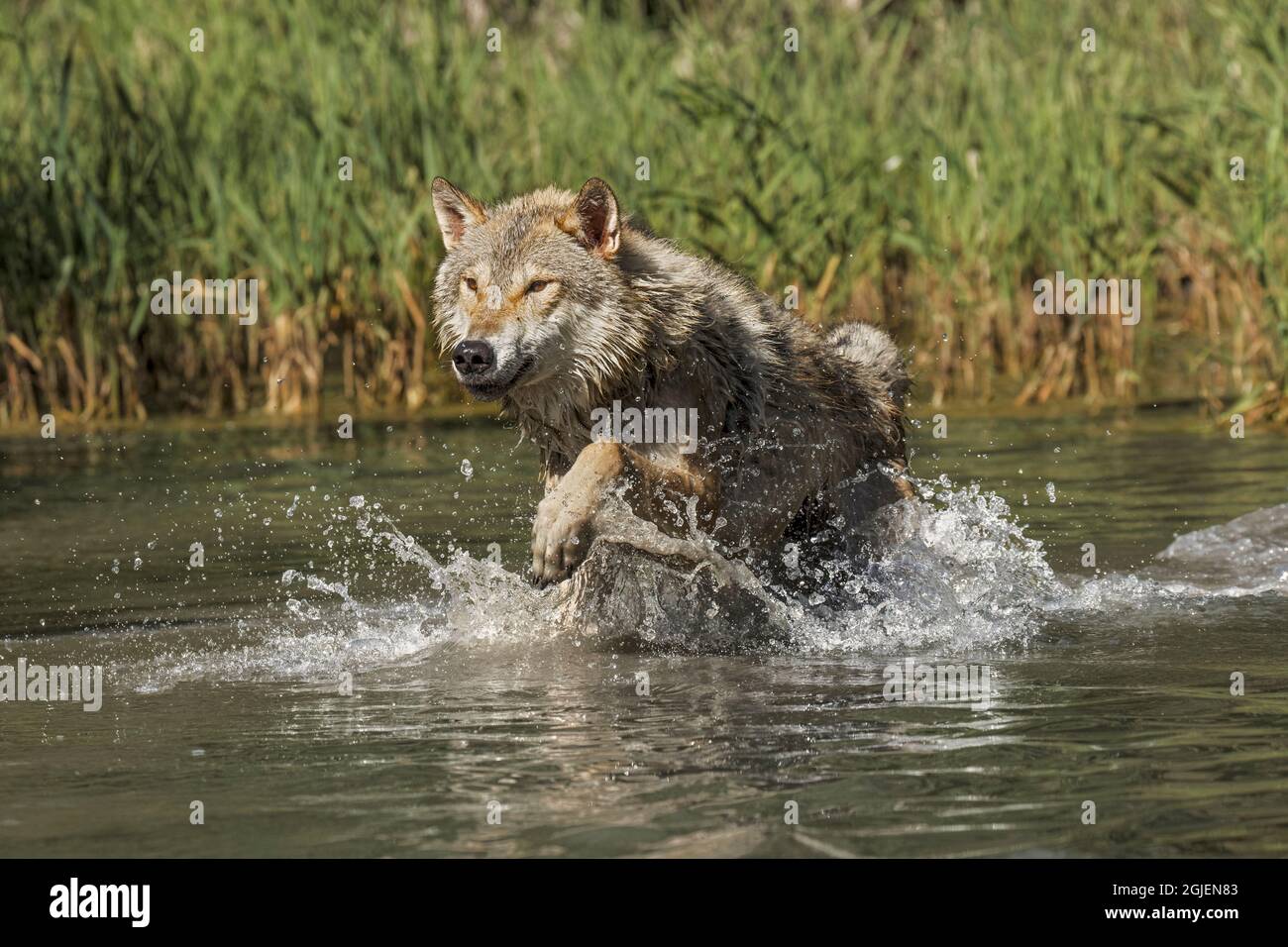 Wolf running in stream, Montana Stock Photo - Alamy