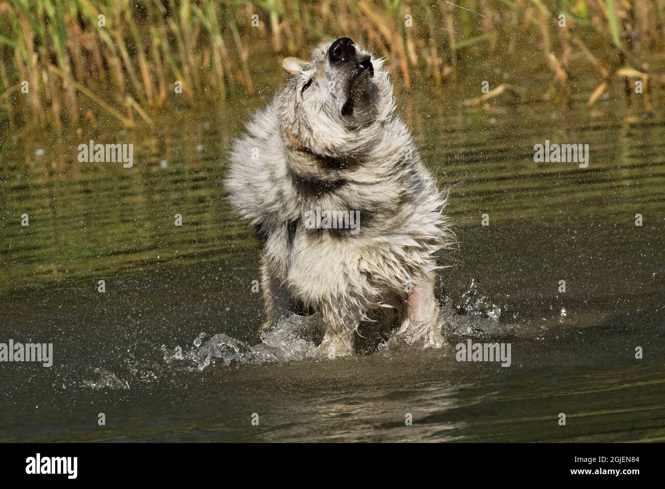 Wolf shaking water from fur, Montana Stock Photo - Alamy