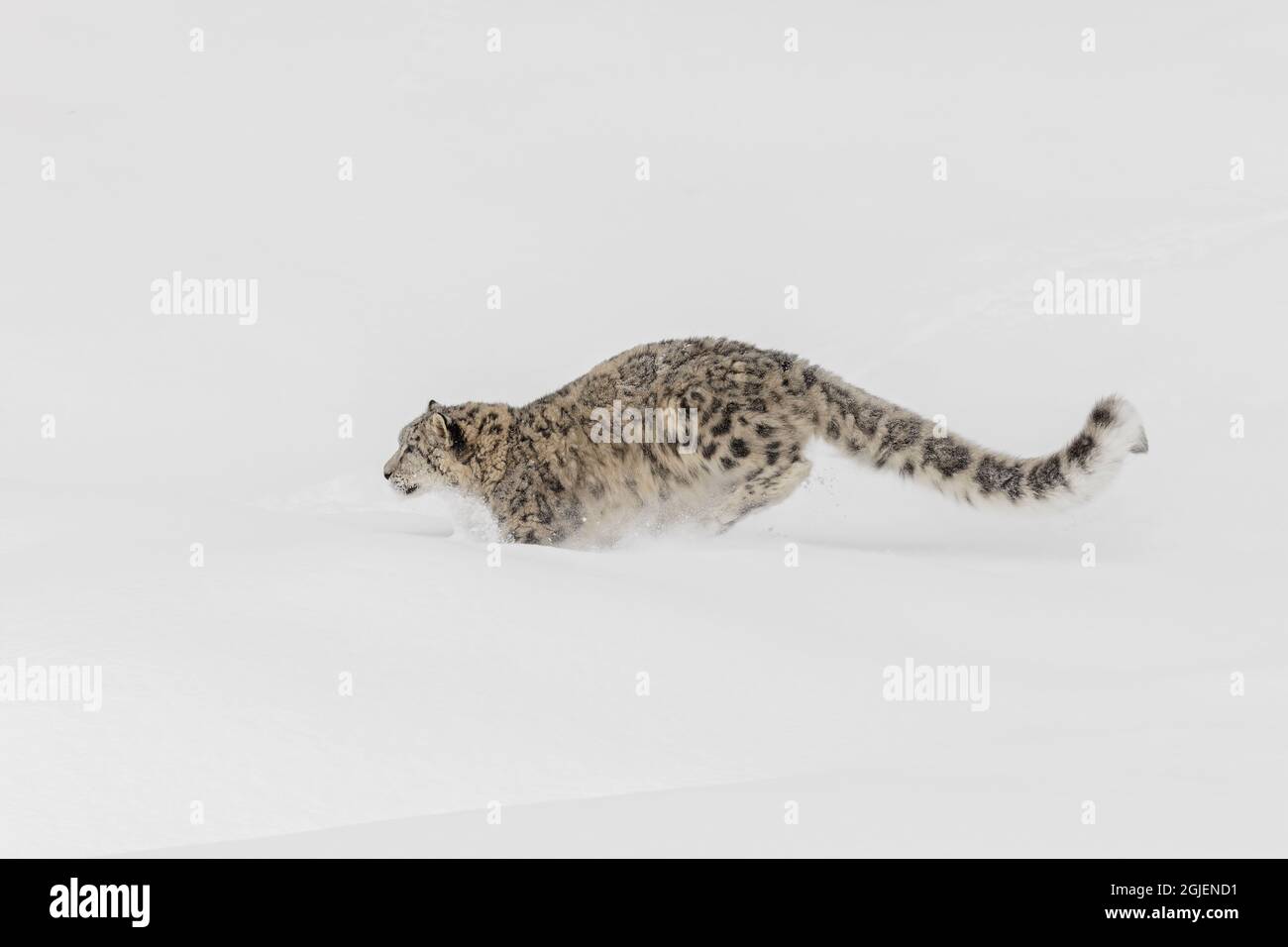 Snow leopard running through snow, Montana Stock Photo - Alamy