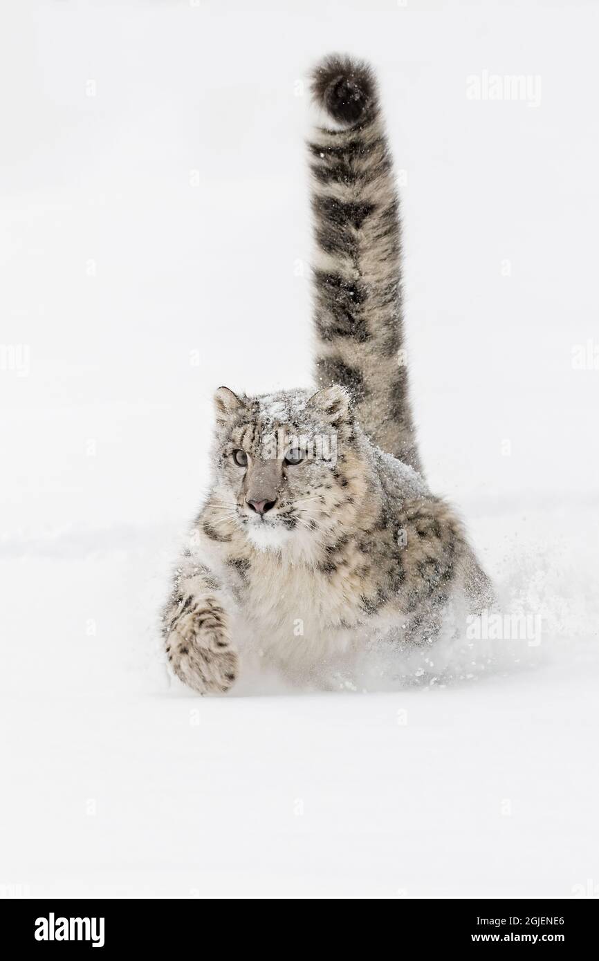 Snow leopard running through snow, Montana Stock Photo - Alamy