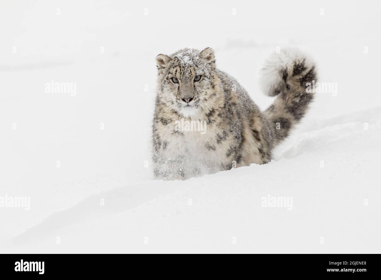 Snow leopard running through snow, Montana Stock Photo - Alamy