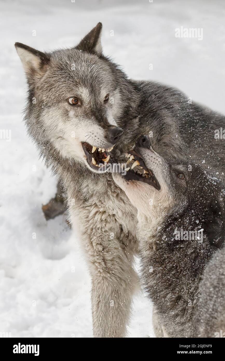 Tundra wolves exhibiting dominance behavior in winter Stock Photo - Alamy