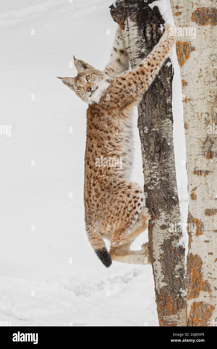 Lynx climbing tree hi-res stock photography and images - Alamy