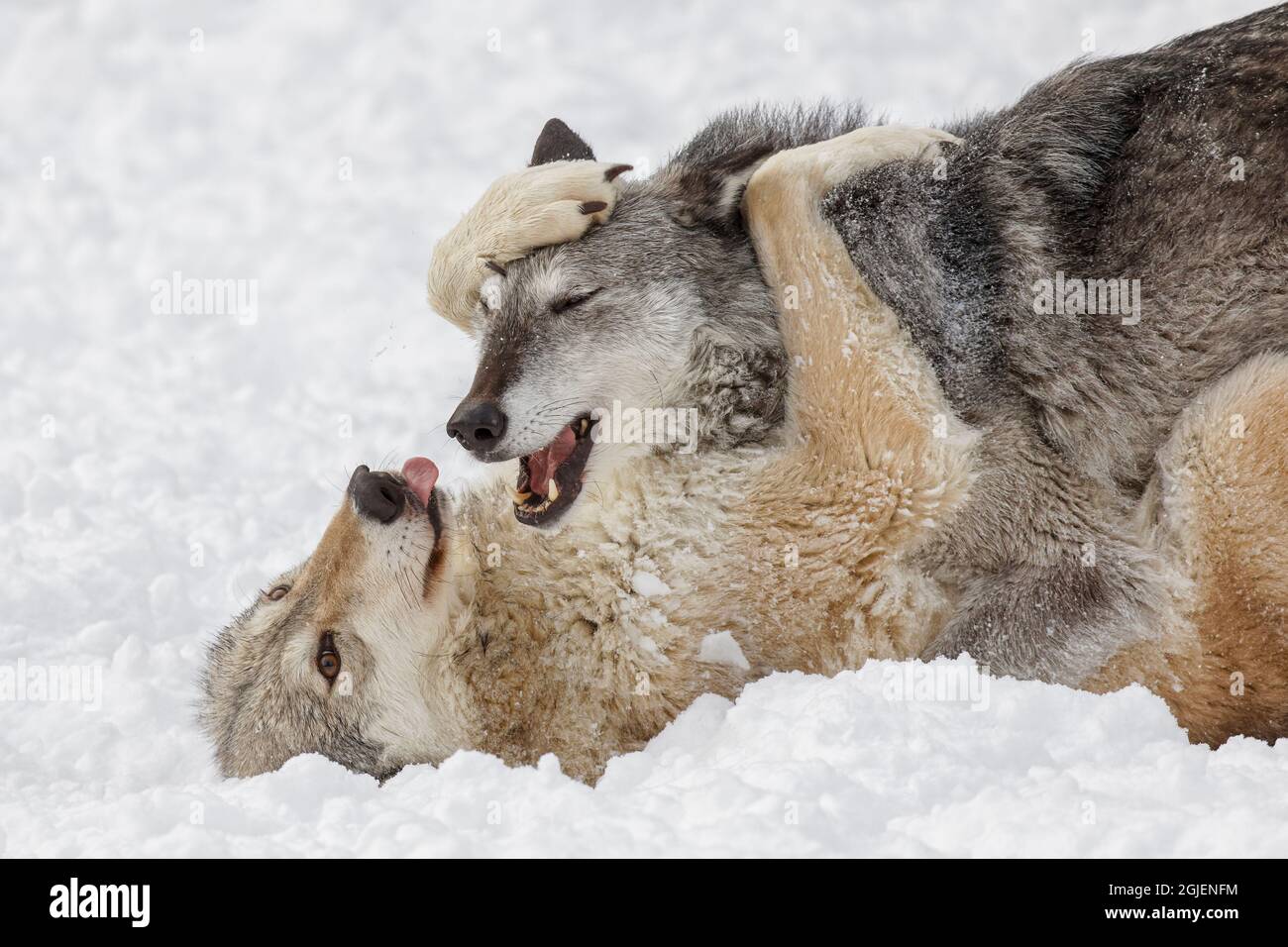 Tundra wolves exhibiting dominance behavior in winter Stock Photo - Alamy