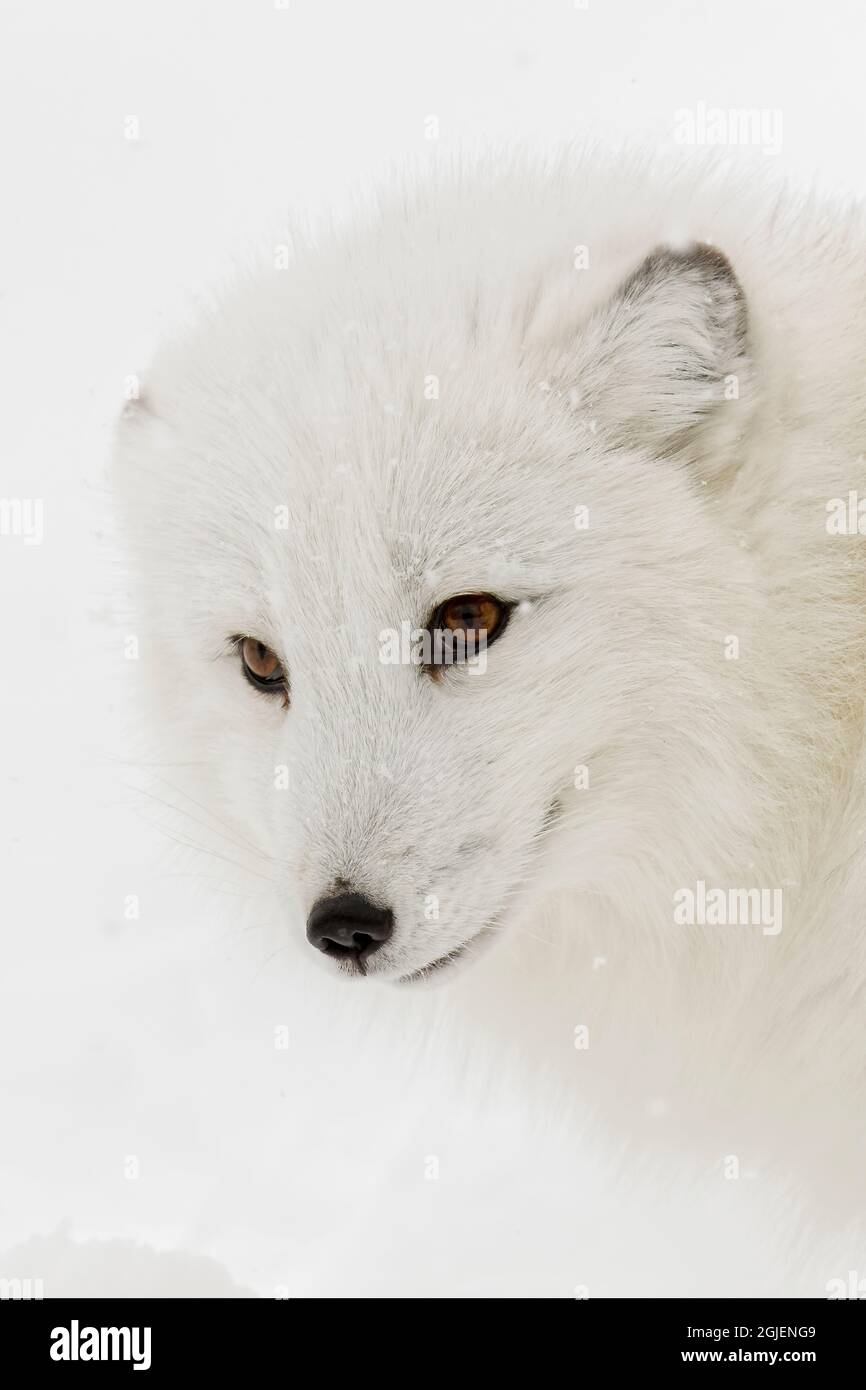 Arctic fox in winter coat on snow Stock Photo - Alamy
