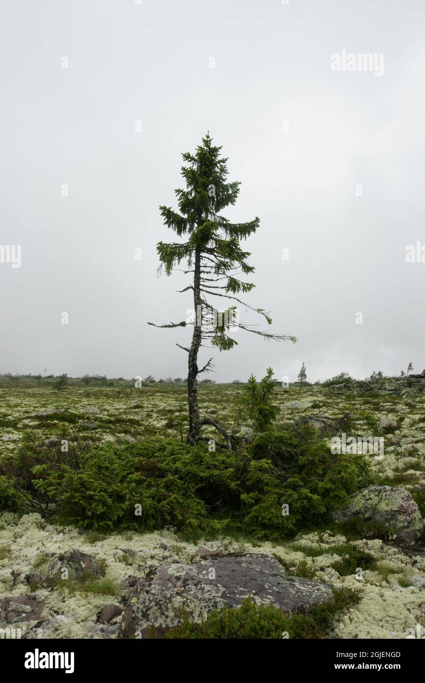 The oldest tree in the world at the Fulu mountains in Sweden. This ...