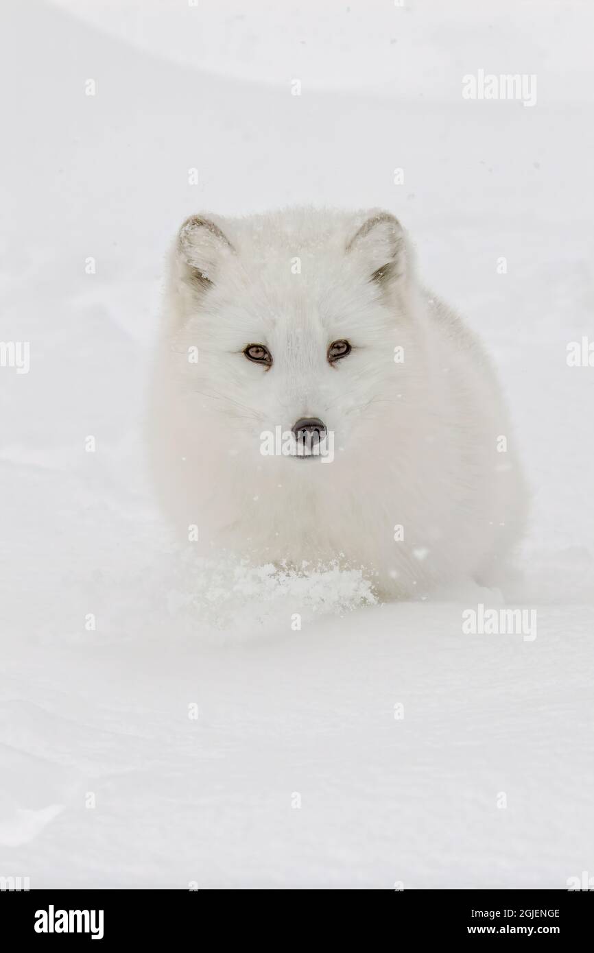 Arctic fox in winter coat on snow Stock Photo - Alamy