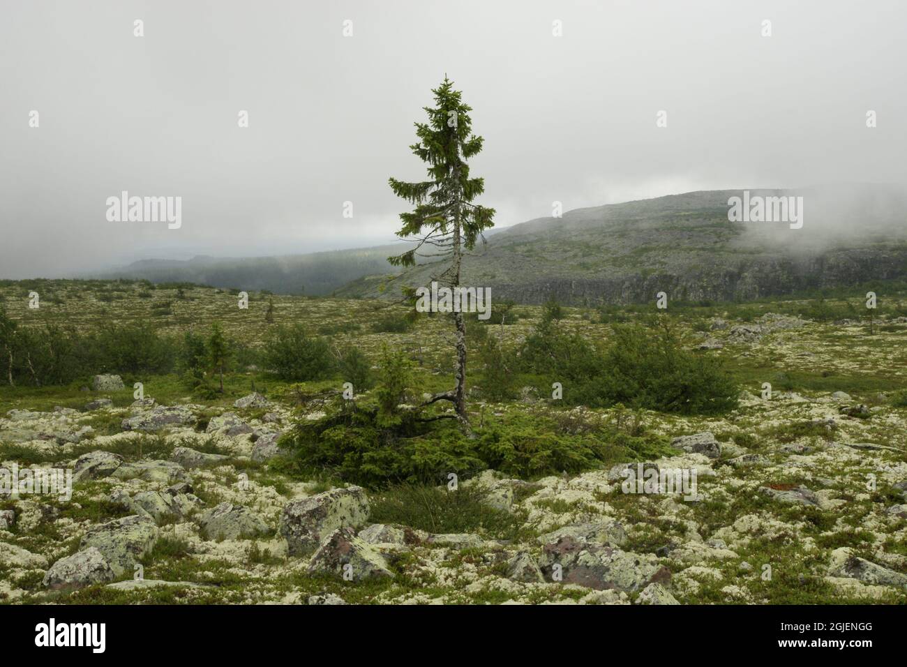 The oldest tree in the world at the Fulu mountains in Sweden. This ...