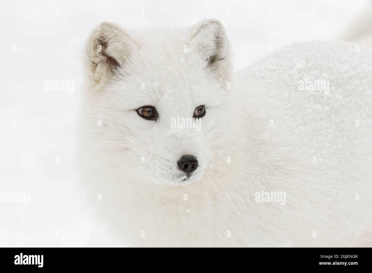 Arctic fox in winter coat on snow Stock Photo - Alamy