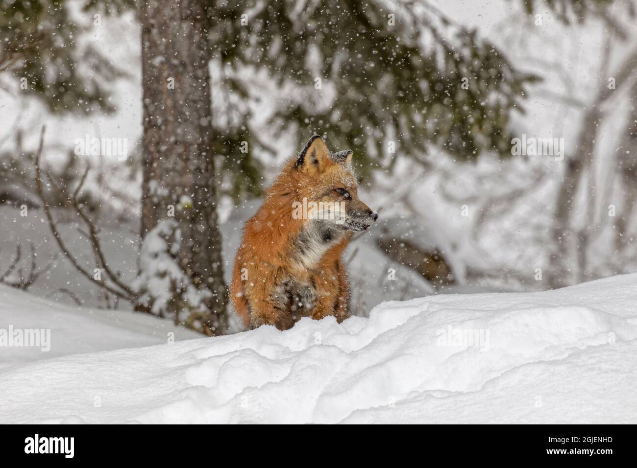 Red fox in fresh winter snow, Montana Stock Photo - Alamy