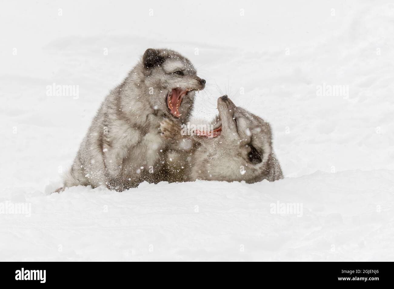 Snarling fox hi-res stock photography and images - Alamy
