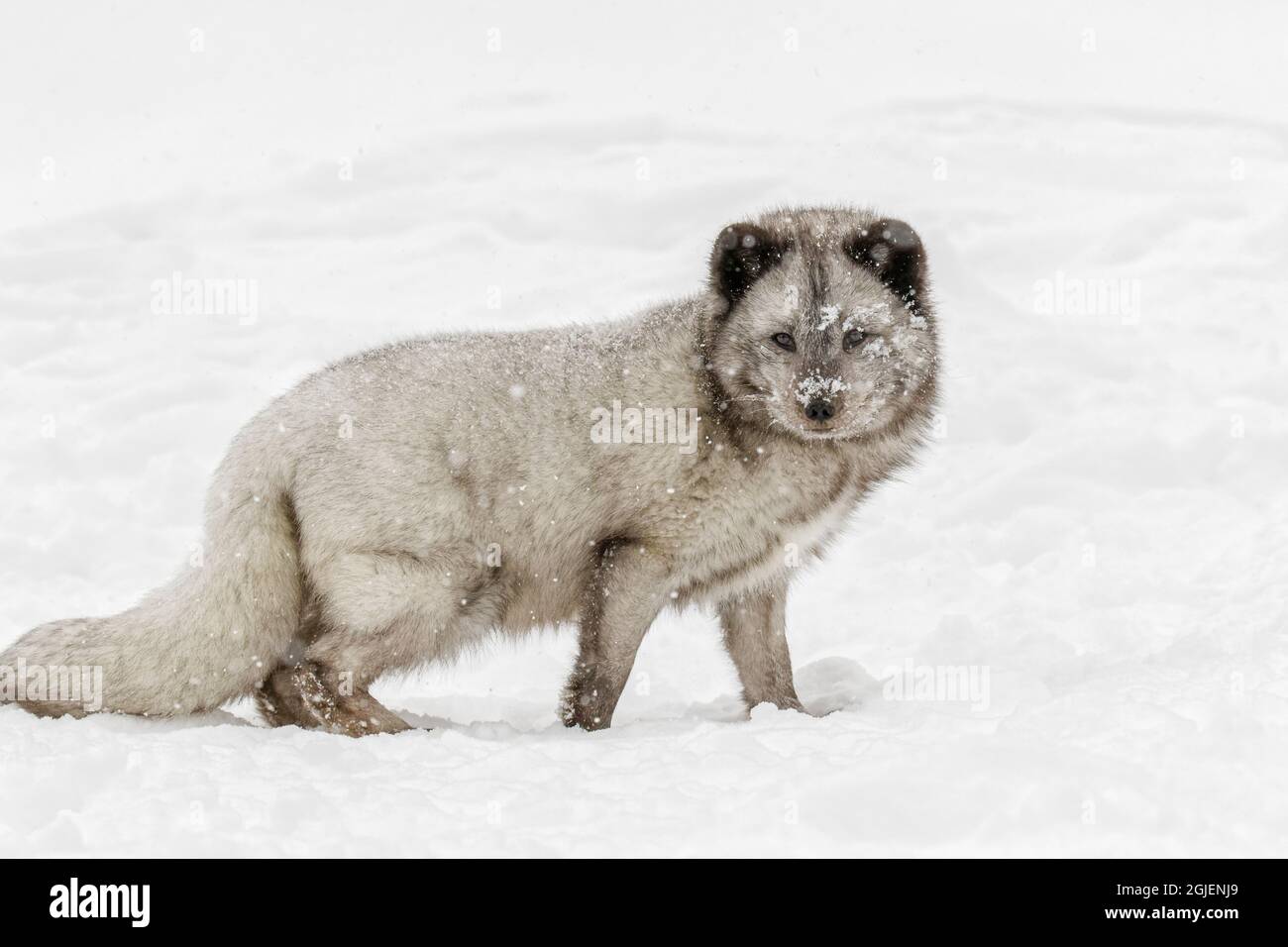 Silver fox in snow, a melanism form of the red fox Stock Photo - Alamy