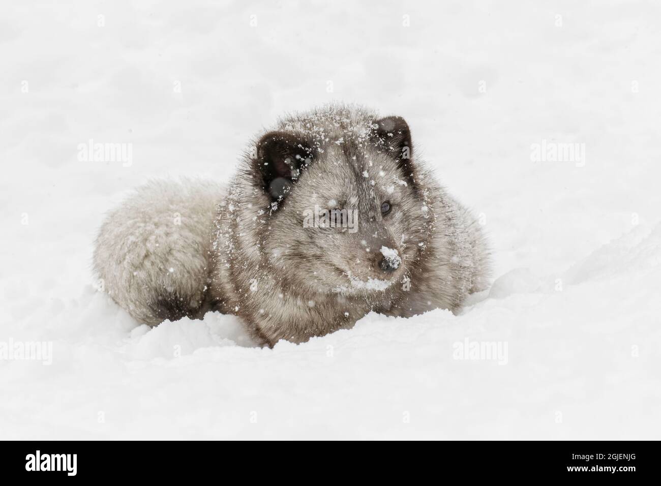 Silver fox in snow, a melanism form of the red fox Stock Photo - Alamy