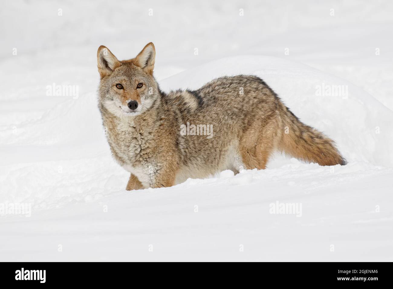 Coyote in deep winter snow, Montana Stock Photo - Alamy