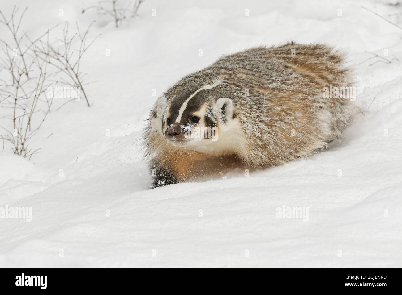 American badger winter hi-res stock photography and images - Alamy