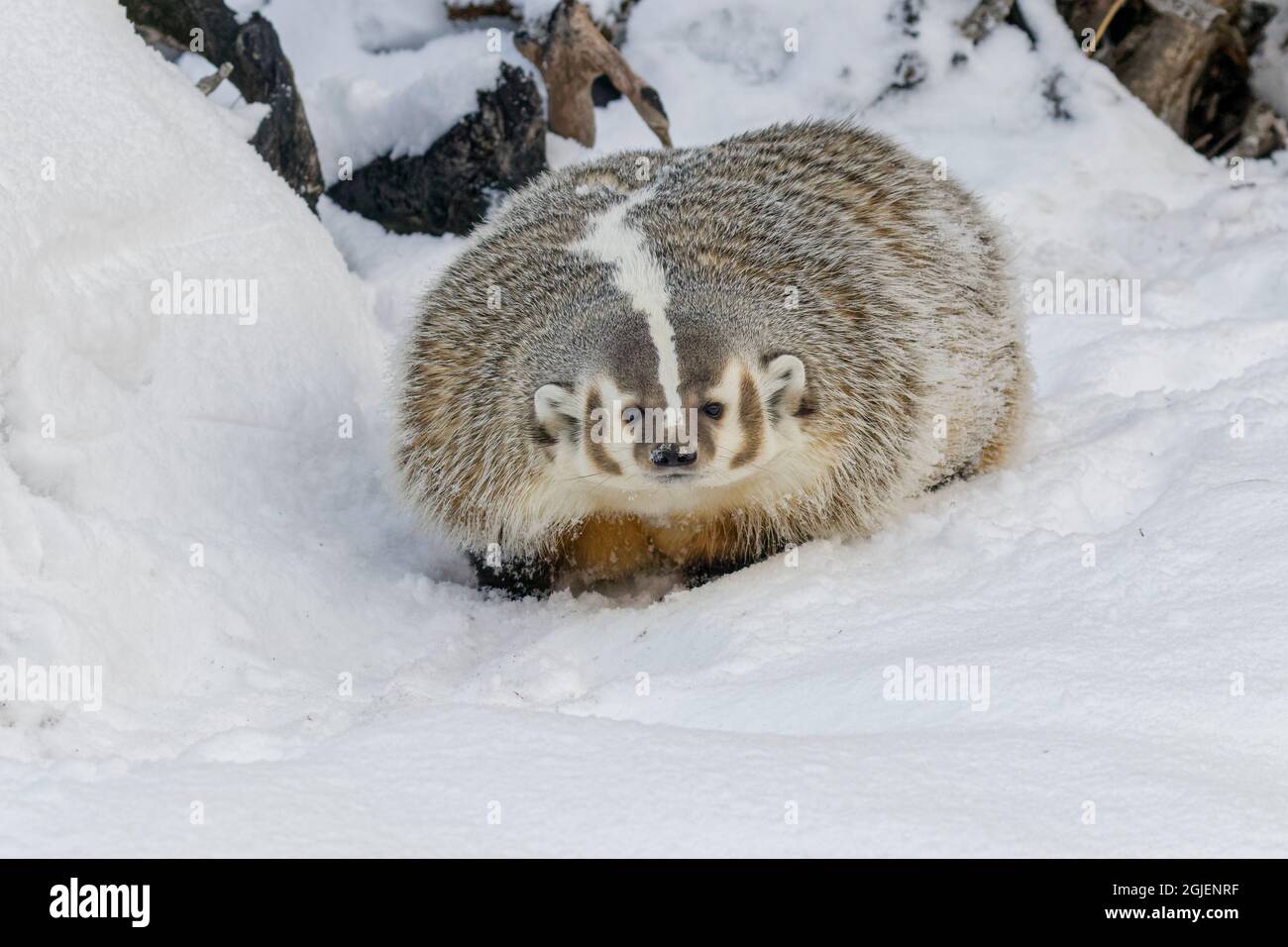 American Badger, Montana Stock Photo - Alamy