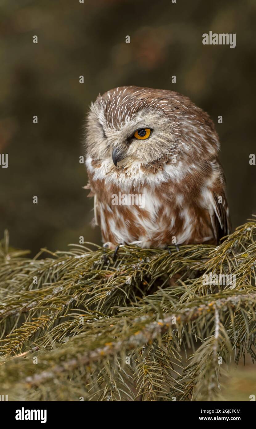 Cute northern saw whet owl hi-res stock photography and images - Alamy