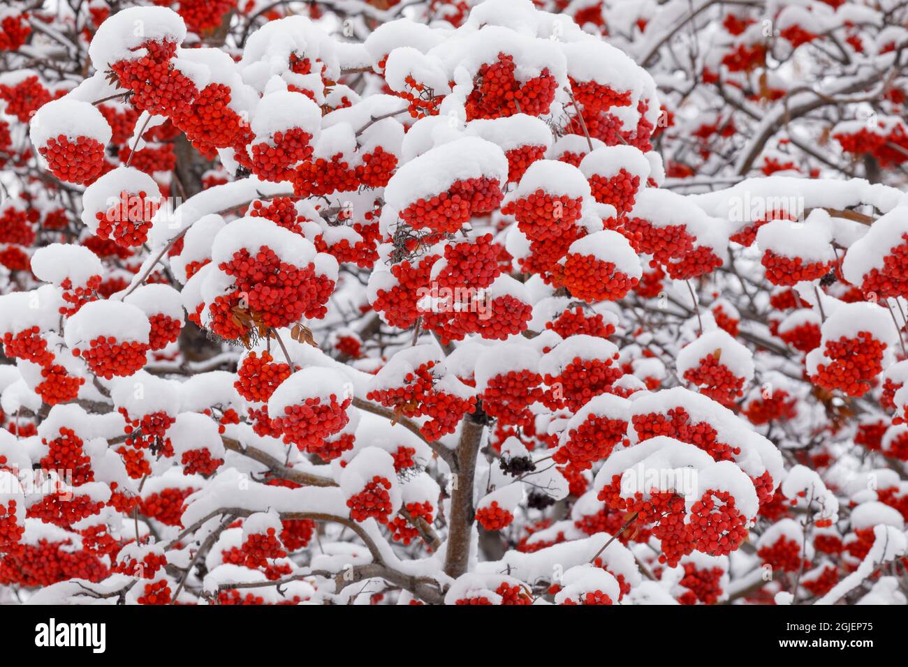 Mountain ash, berries covered in snow, Montana Stock Photo - Alamy
