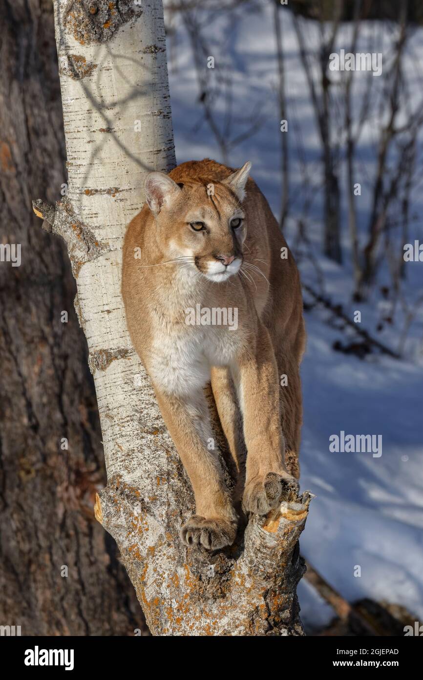 Mountain lion in tree in winter, Montana Stock Photo - Alamy