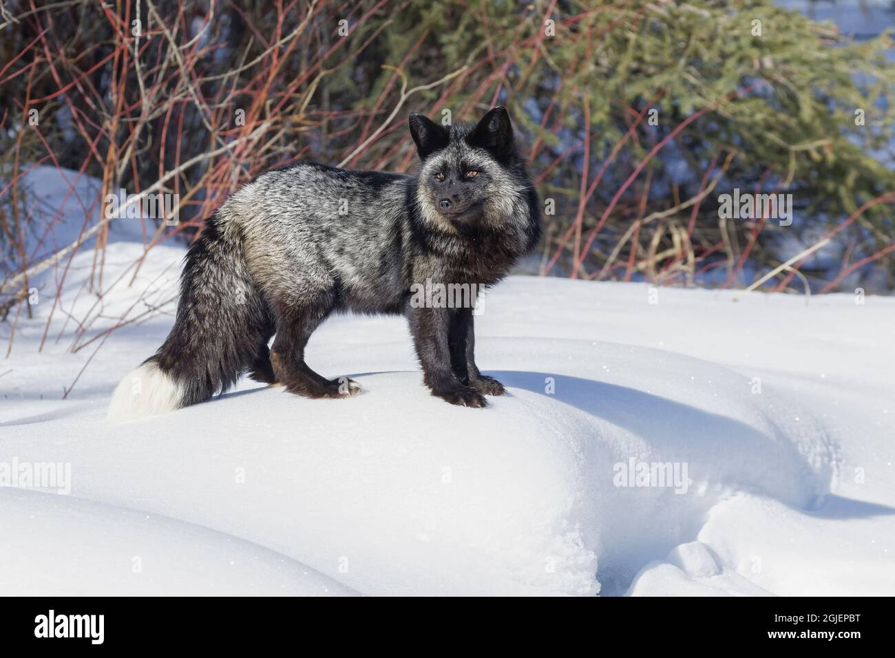 Silver fox a melanism form of the red fox, Montana Stock Photo - Alamy