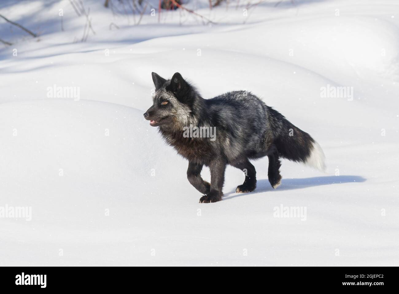 Silver fox a melanism form of the red fox, Montana Stock Photo - Alamy